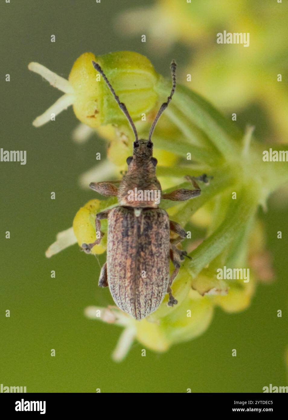Common Leaf Weevil (Phyllobius pyri Stock Photo - Alamy