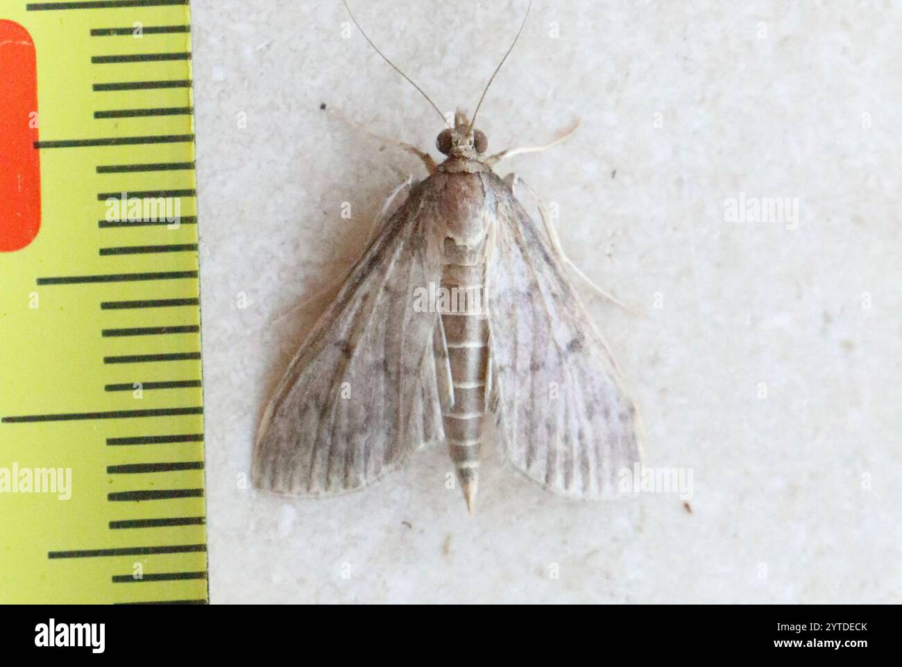 Grass Webworm Moth (Herpetogramma licarsisalis Stock Photo - Alamy