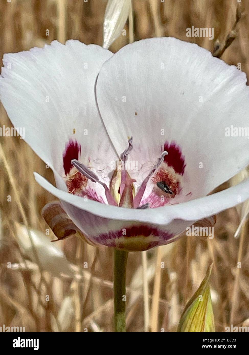 clay mariposa lily (Calochortus argillosus Stock Photo - Alamy