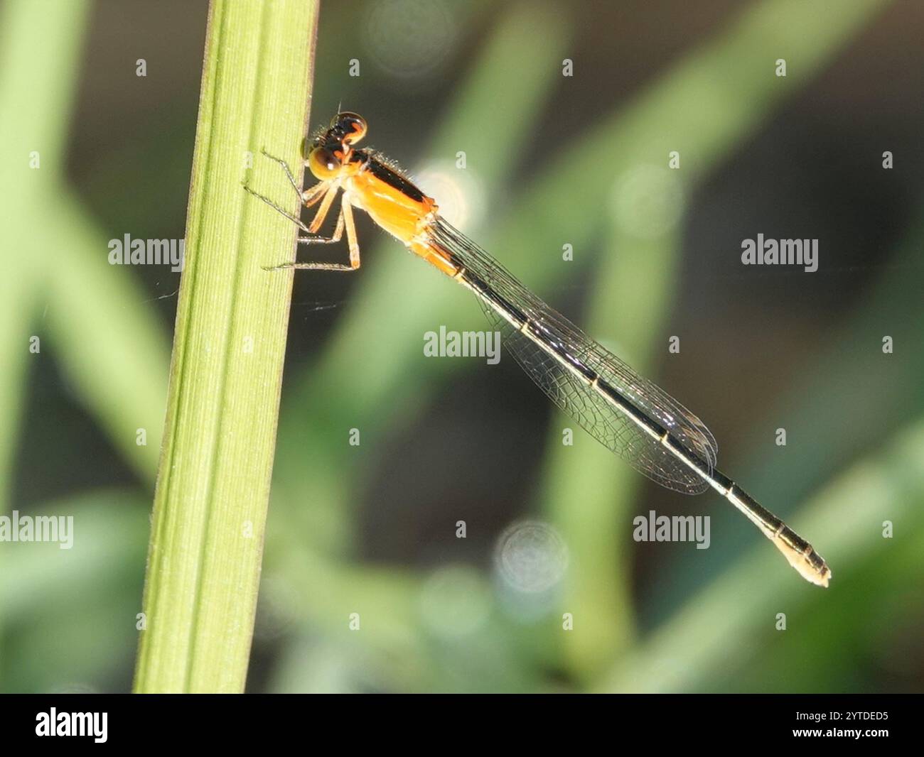 Rambur's Forktail (Ischnura ramburii Stock Photo - Alamy