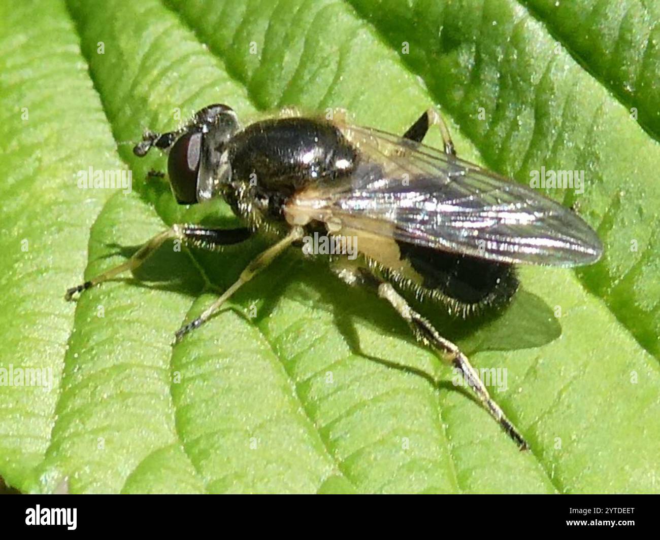 Common Wood Fly (Blera badia Stock Photo - Alamy