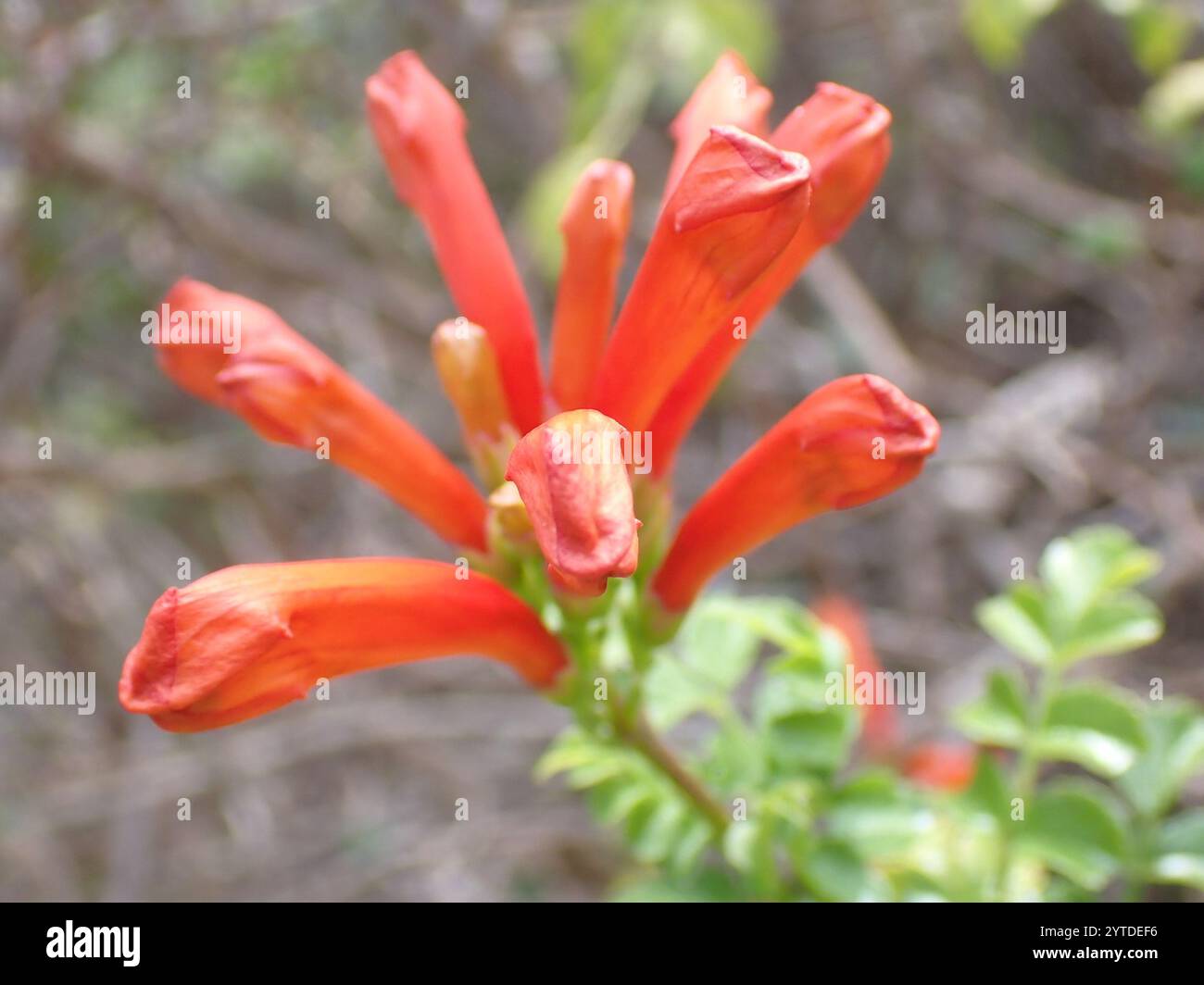 Cape Honeysuckle (Tecomaria capensis Stock Photo - Alamy