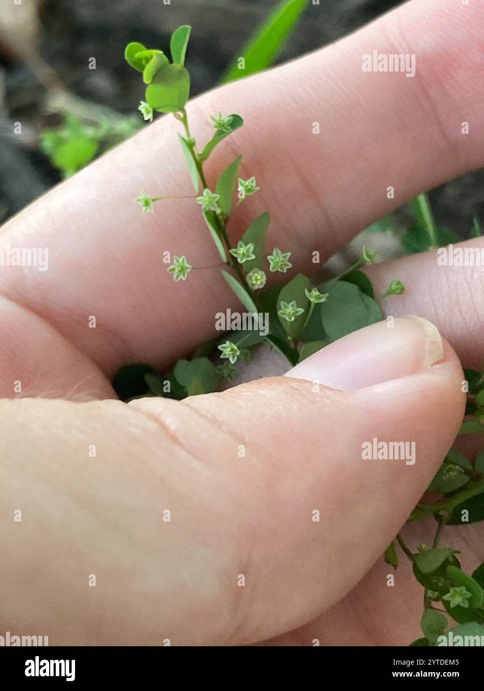 Mascarene Island leaf-flower (Phyllanthus tenellus Stock Photo - Alamy