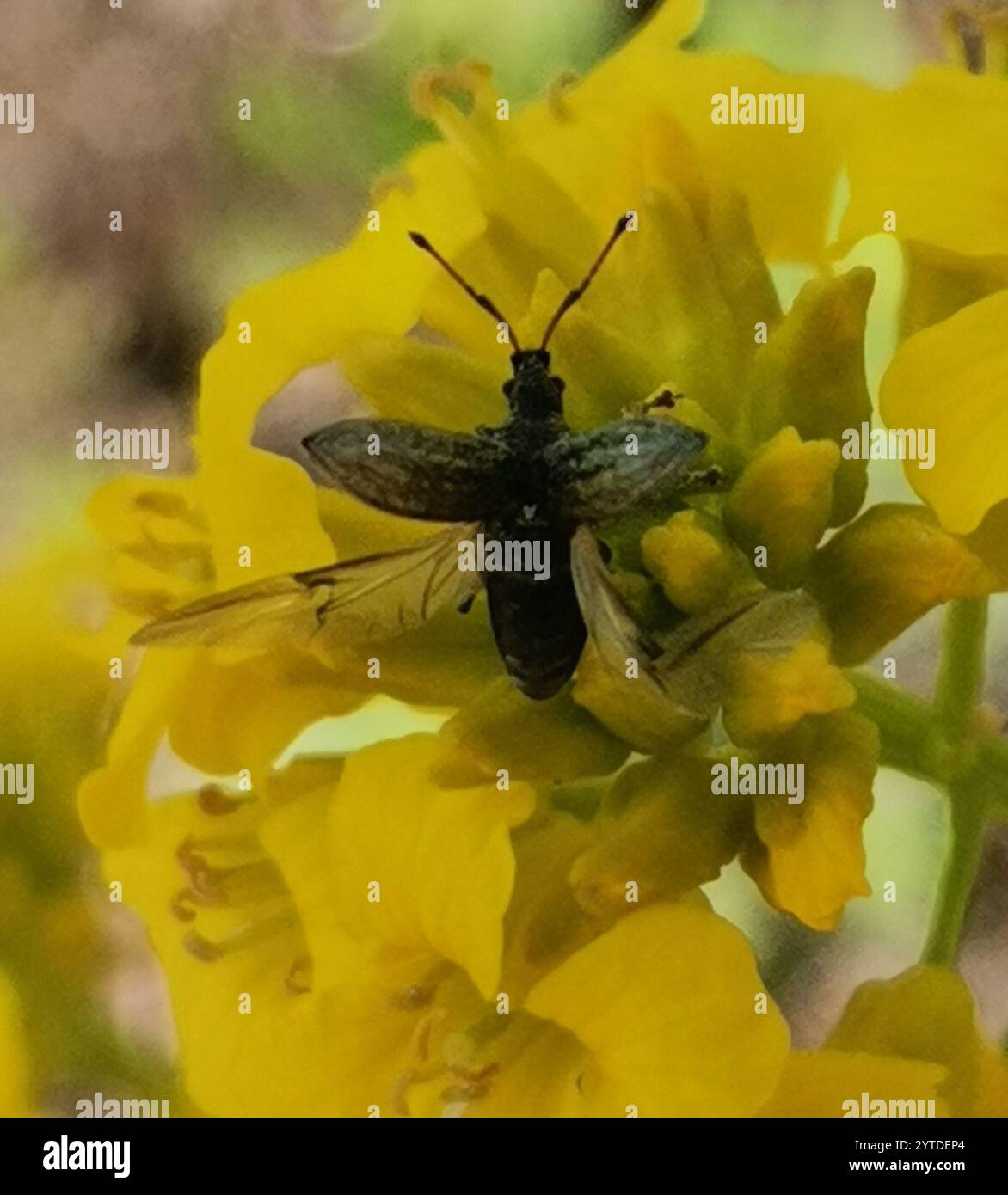 Common Leaf Weevil (Phyllobius pyri Stock Photo - Alamy