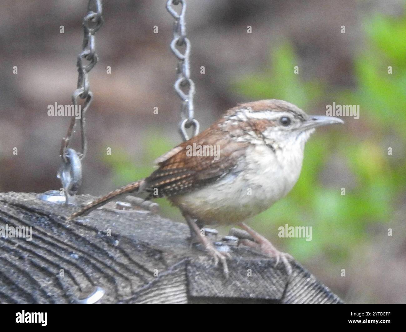 Carolina Wren (Thryothorus ludovicianus Stock Photo - Alamy