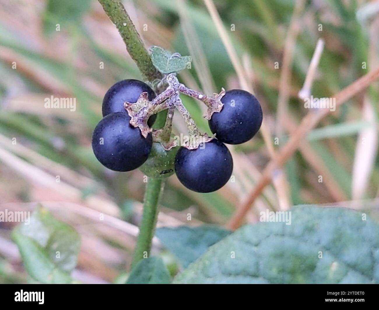 greenspot nightshade (Solanum douglasii Stock Photo - Alamy