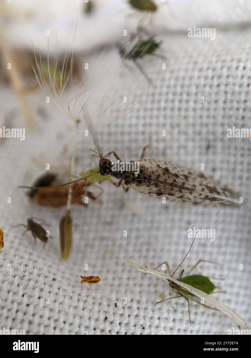 Variegated Brown Lacewing (Micromus variegatus Stock Photo - Alamy