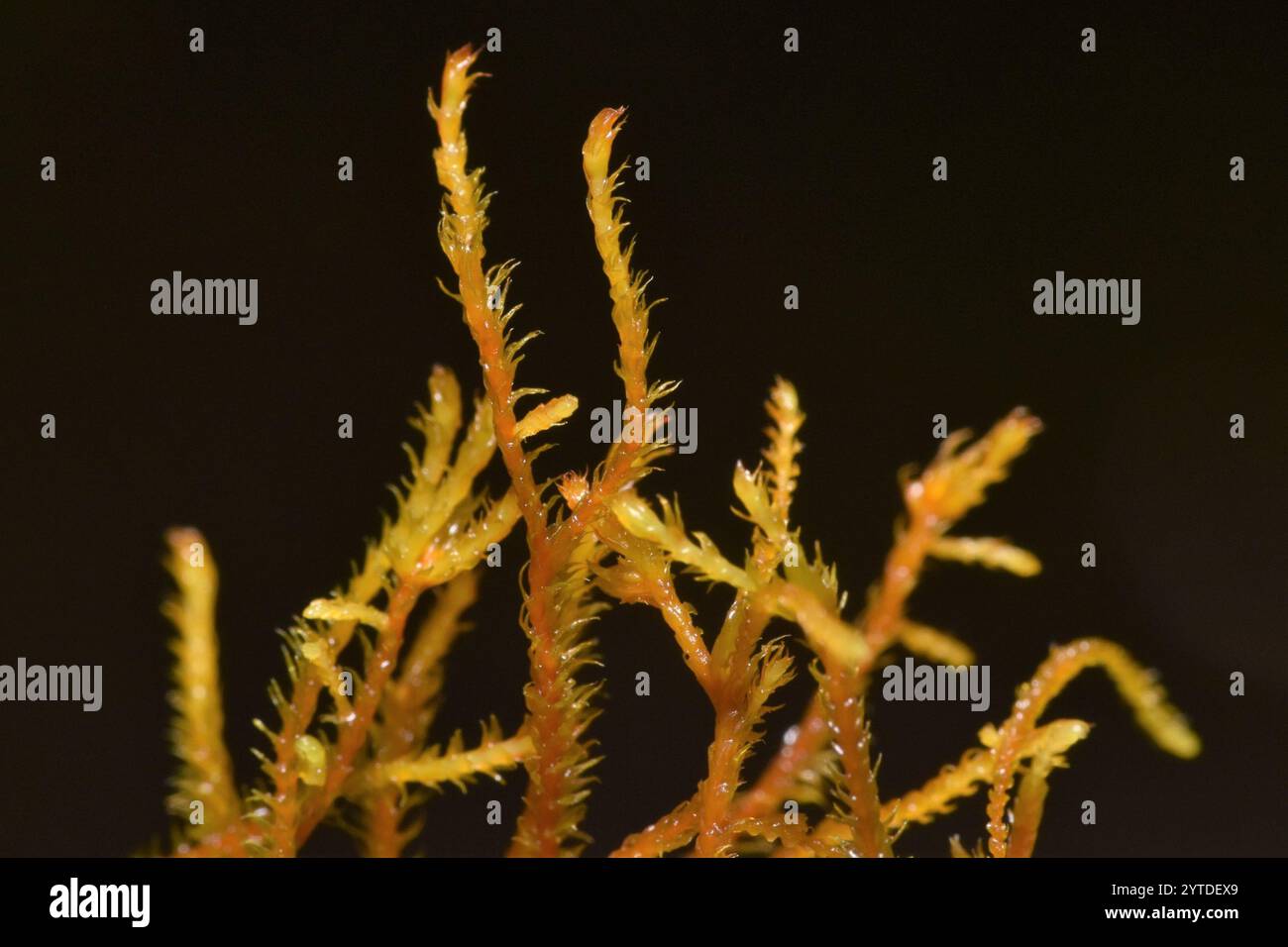 Bent Scissor-leaved Liverwort (Herbertus aduncus Stock Photo - Alamy