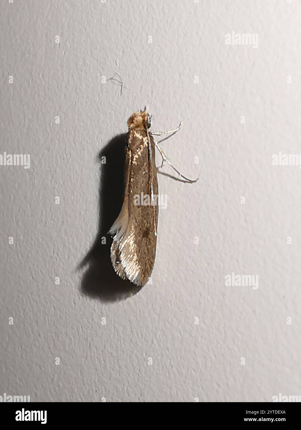 Case-bearing Clothes Moth (Tinea pellionella Stock Photo - Alamy