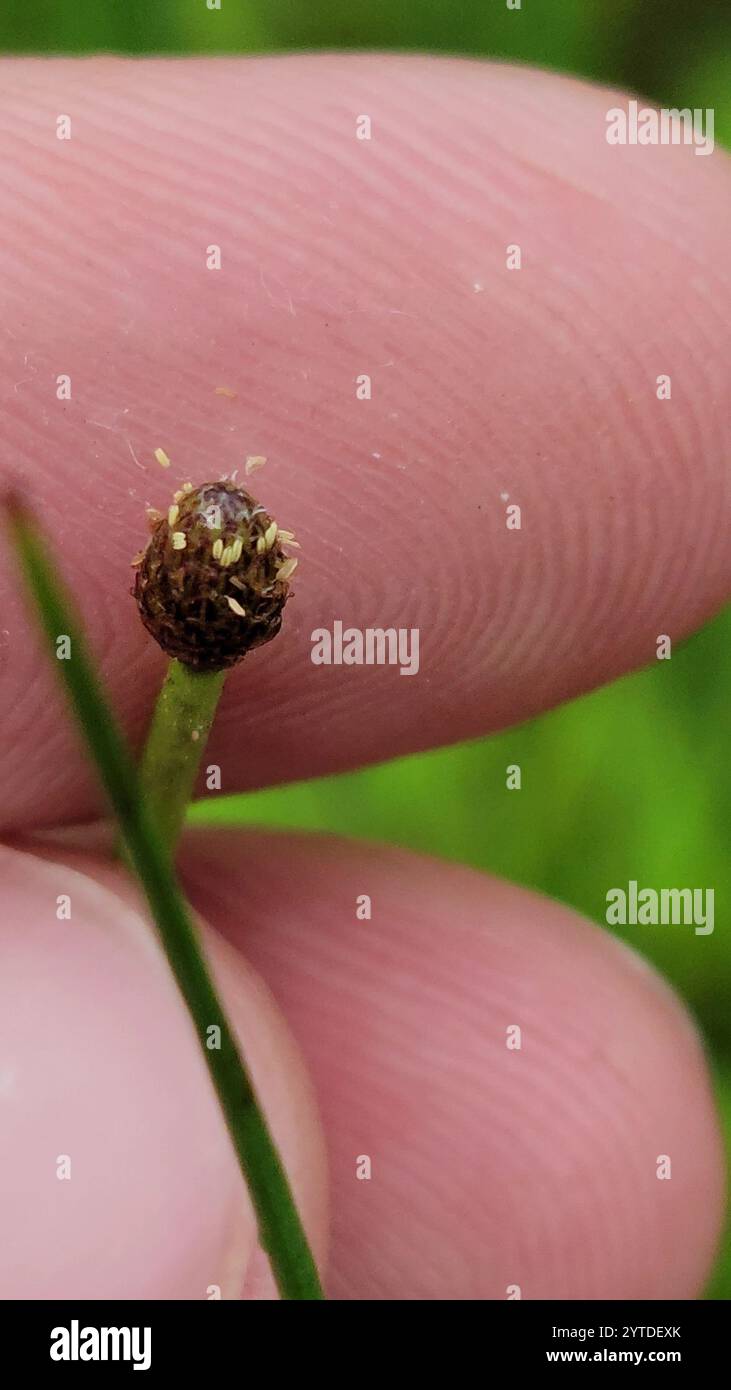 Blunt Spikerush (Eleocharis obtusa Stock Photo - Alamy