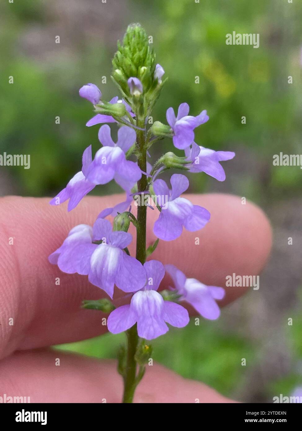 blue toadflax (Nuttallanthus canadensis Stock Photo - Alamy