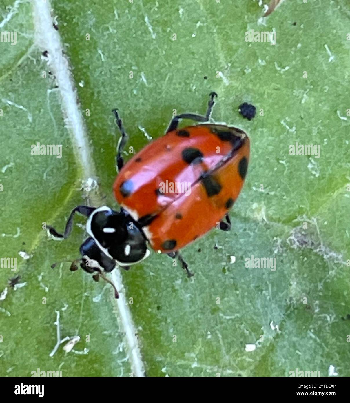 Convergent Lady Beetle (Hippodamia convergens Stock Photo - Alamy