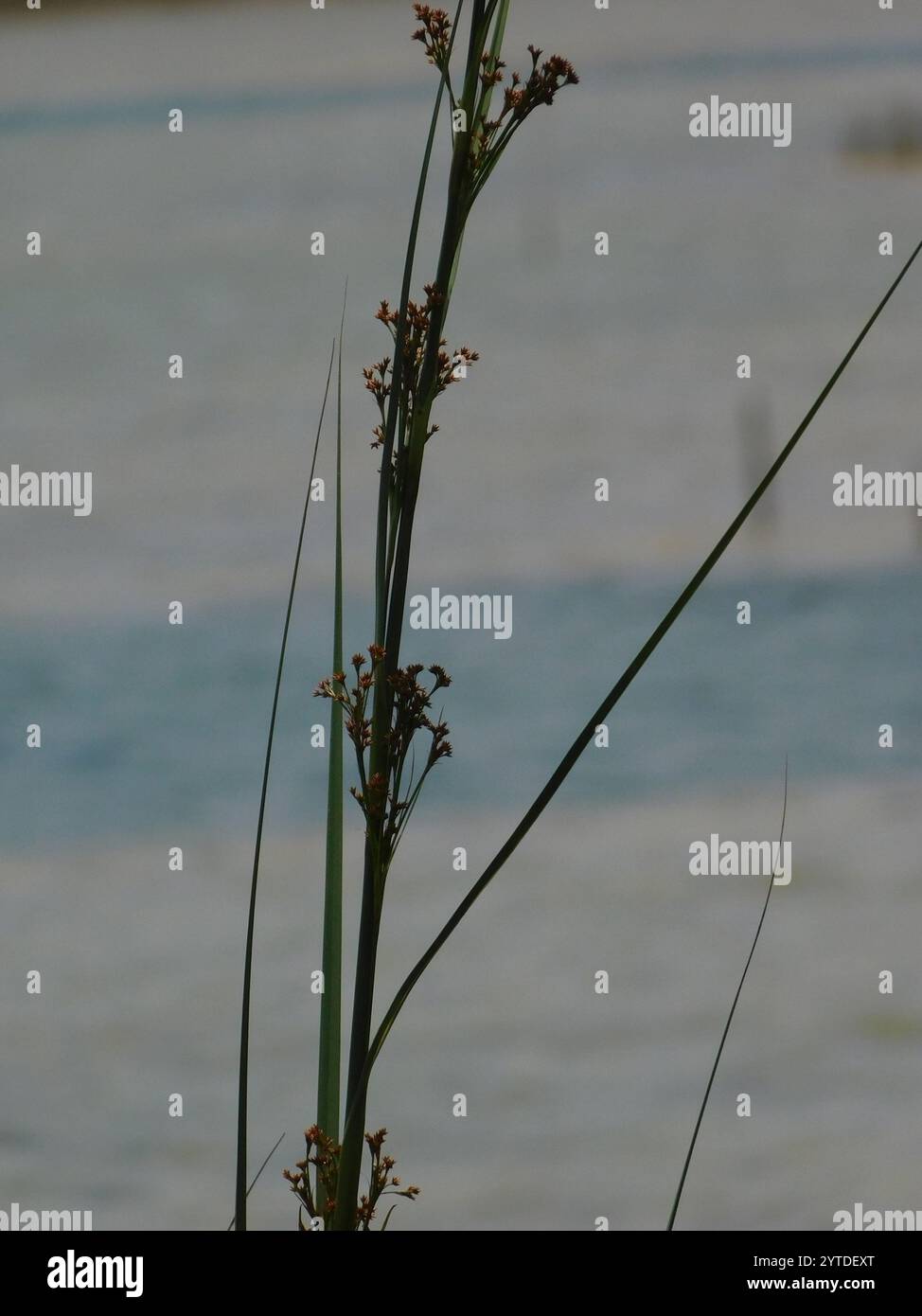 Swamp Sawgrass (Cladium mariscus Stock Photo - Alamy