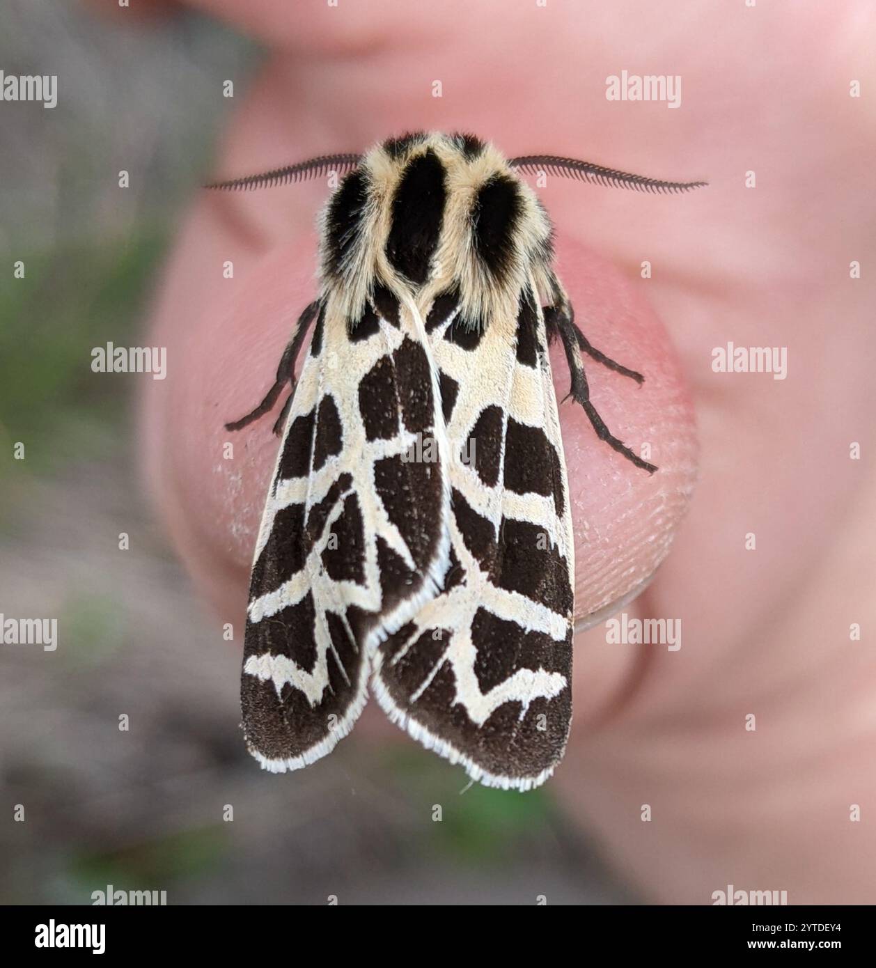Ornate Tiger Moth (Apantesis ornata Stock Photo - Alamy