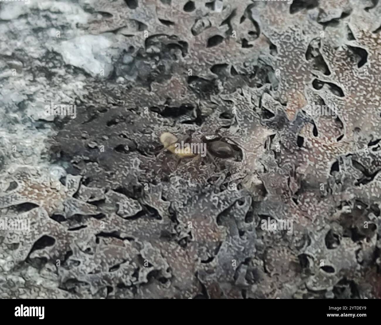 Citronella Ants, Fuzzy Ants, and Allies (Lasius Stock Photo - Alamy