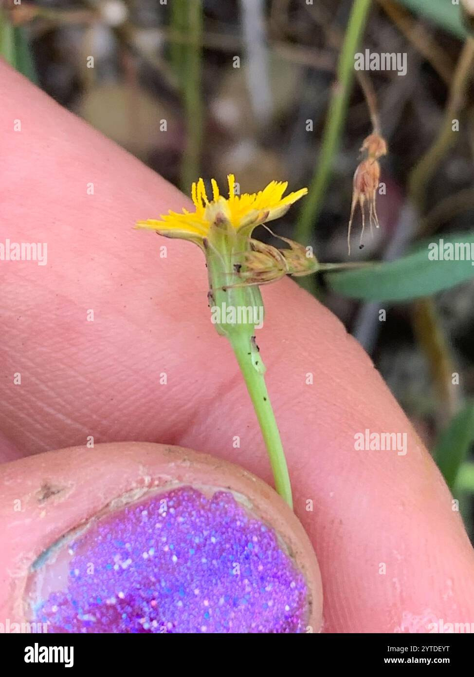 Smooth Cat's Ear (Hypochaeris glabra Stock Photo - Alamy