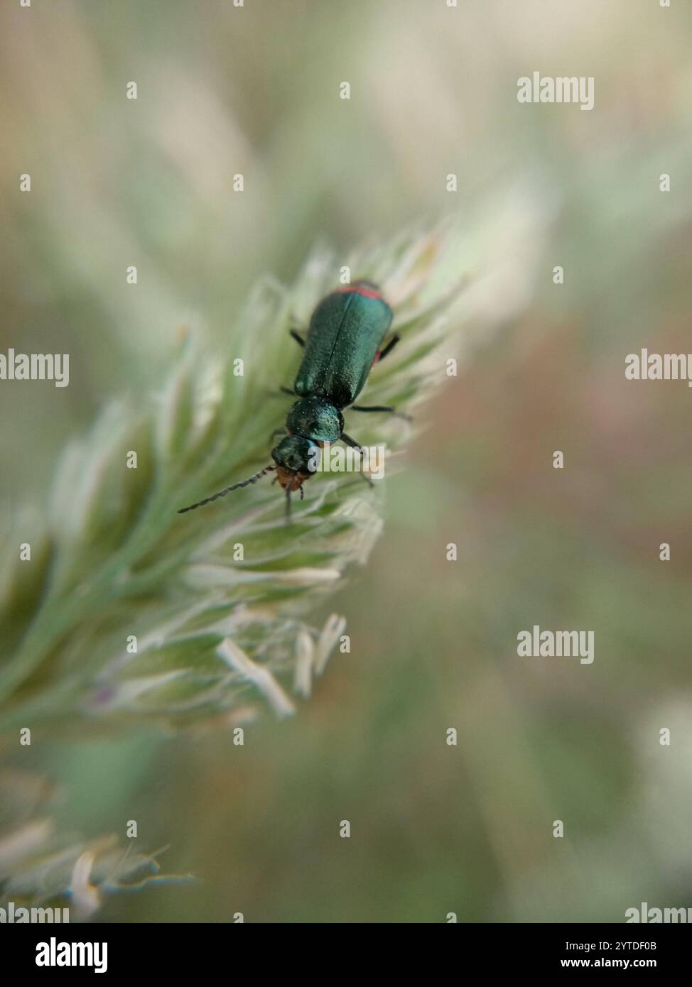 Common Malachite-beetle (Malachius bipustulatus Stock Photo - Alamy