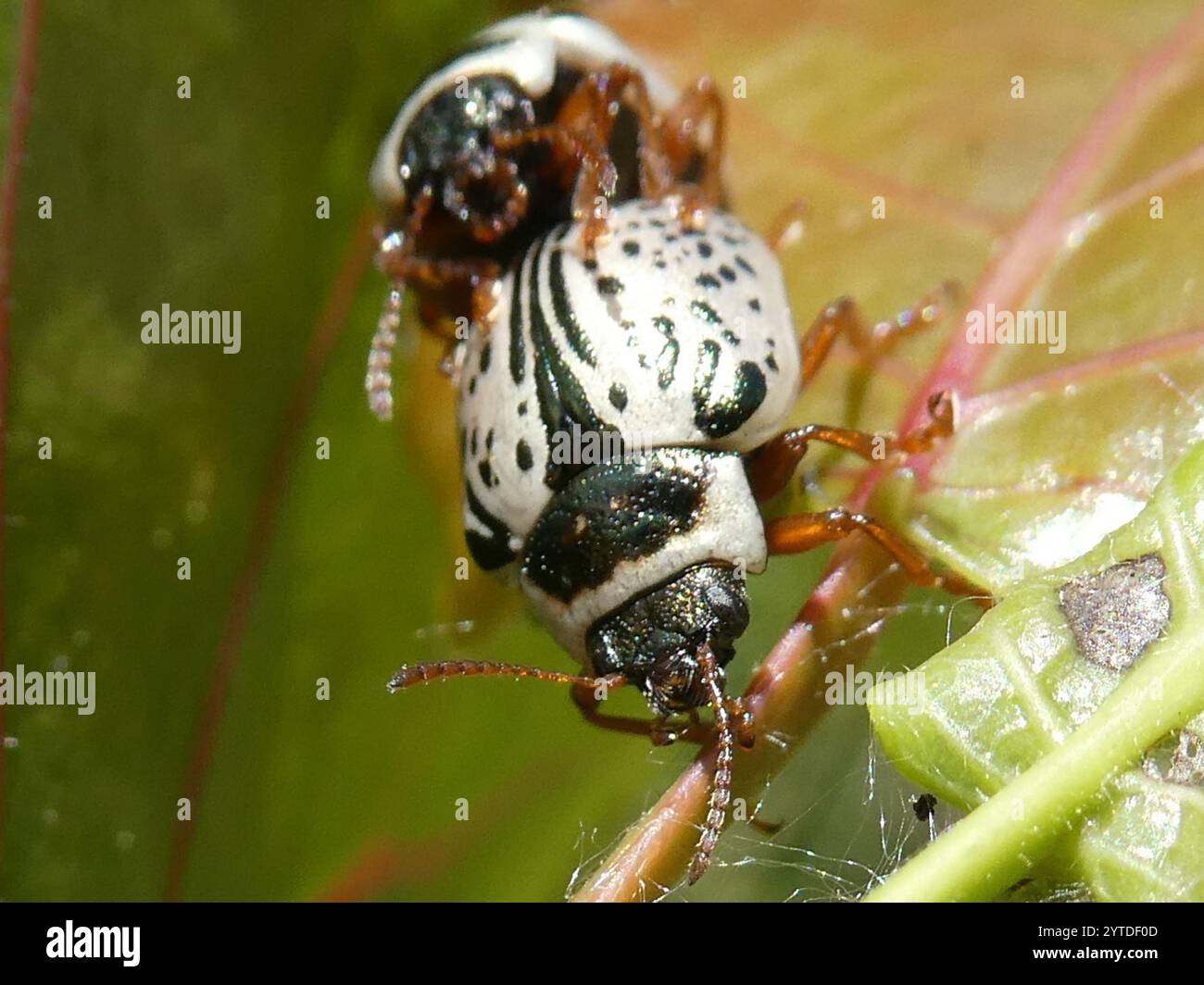 Common Willow Calligrapher Beetle (Calligrapha multipunctata Stock ...