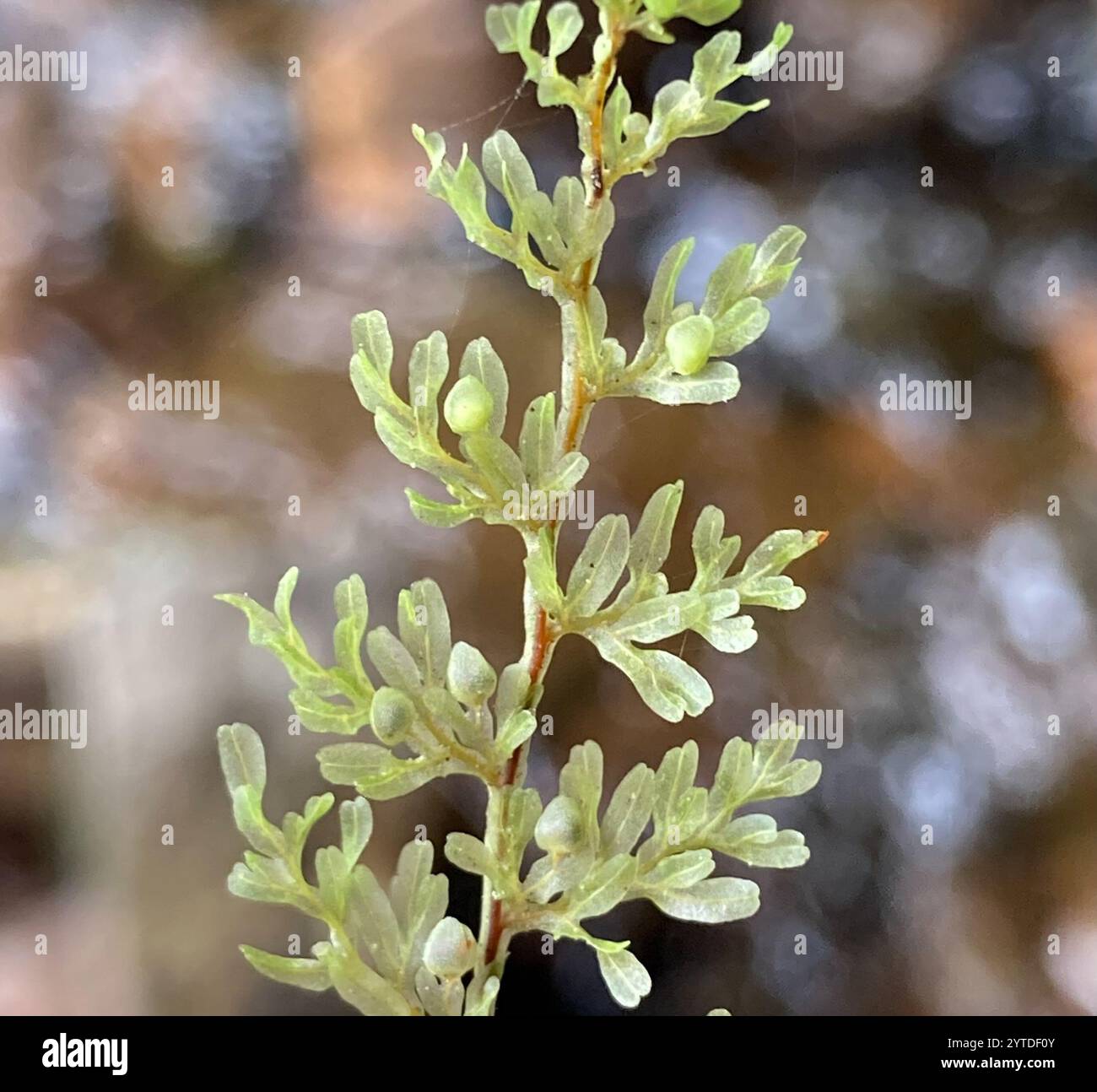 filmy ferns (Hymenophyllum Stock Photo - Alamy