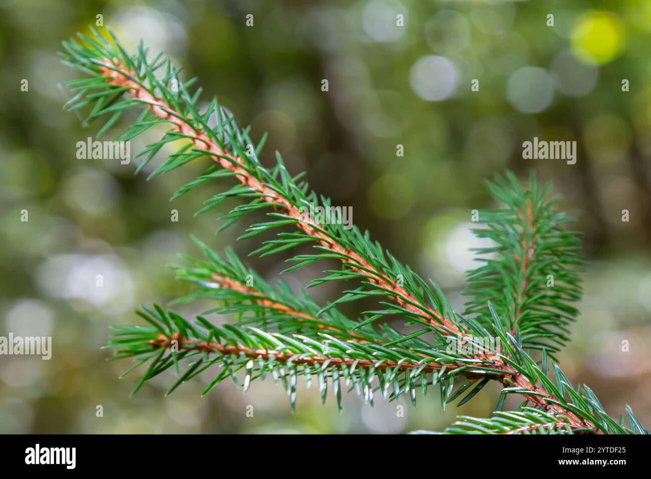 Needle Leaves