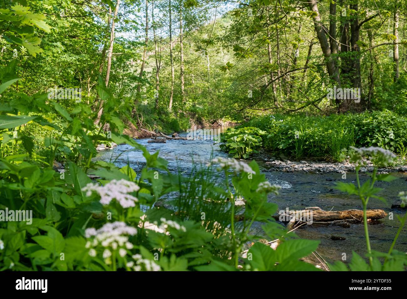 Die selke im harz hi-res stock photography and images - Alamy