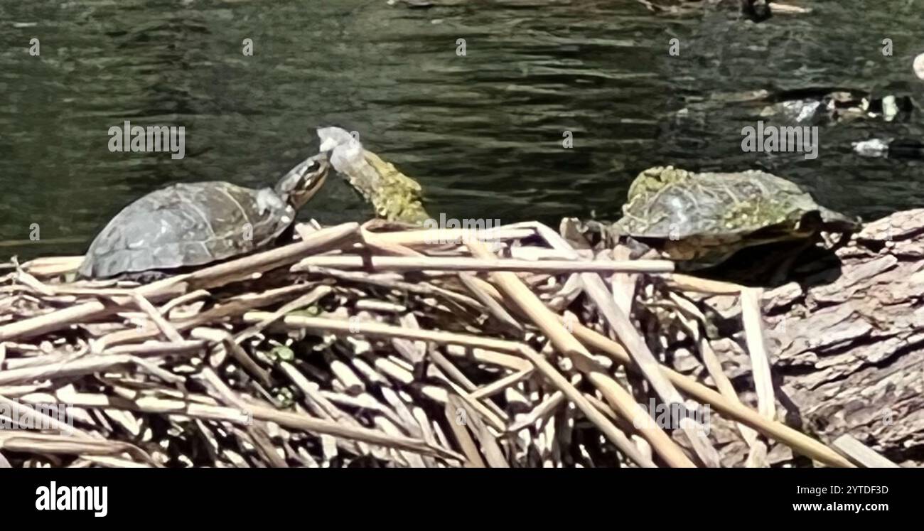 Western Pond Turtle (Actinemys marmorata Stock Photo - Alamy