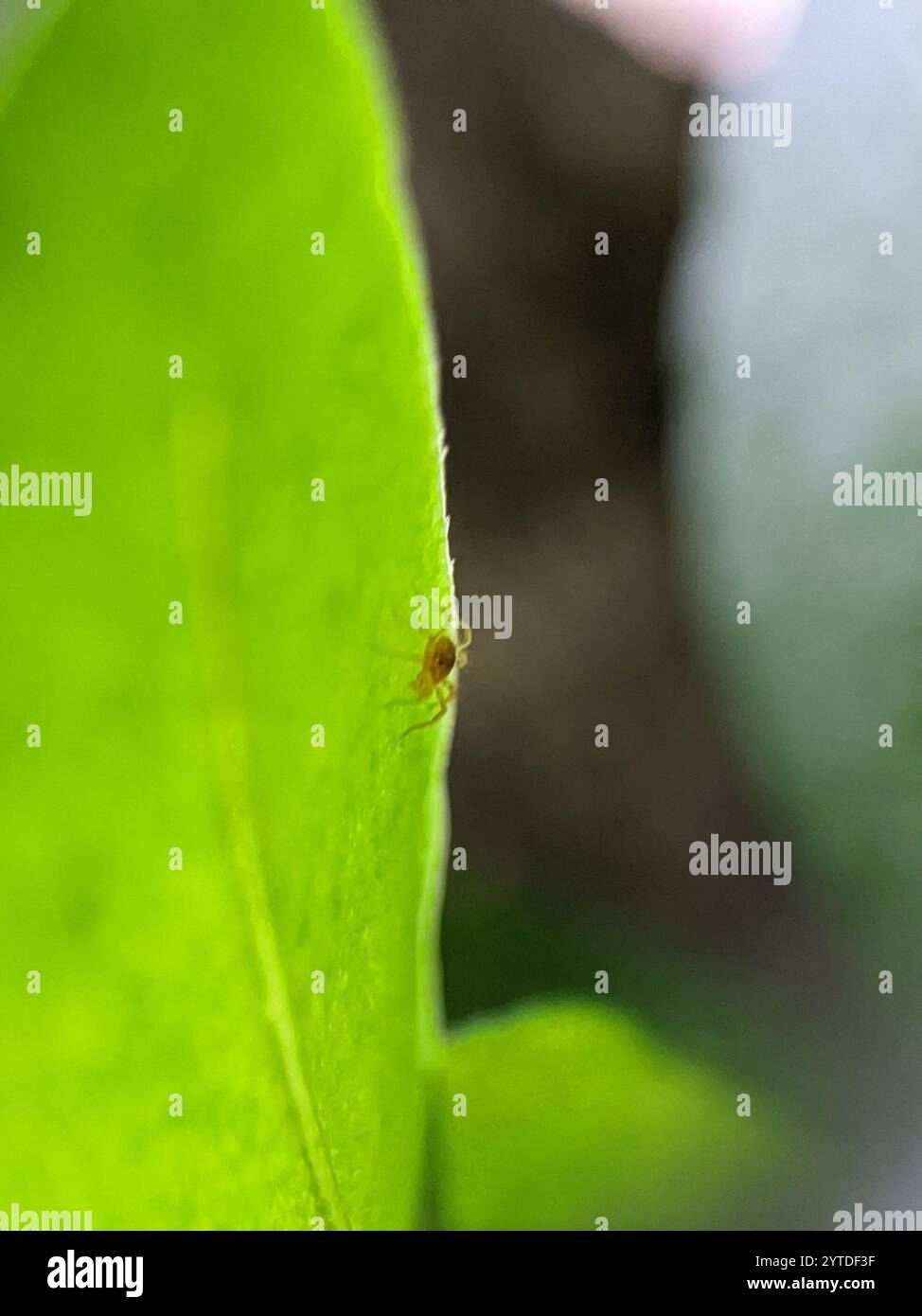 Anystis hi-res stock photography and images - Alamy