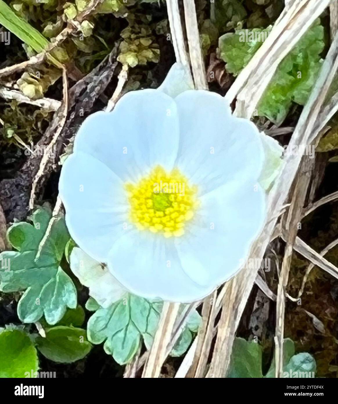 Alpine Crowfoot (Ranunculus alpestris Stock Photo - Alamy