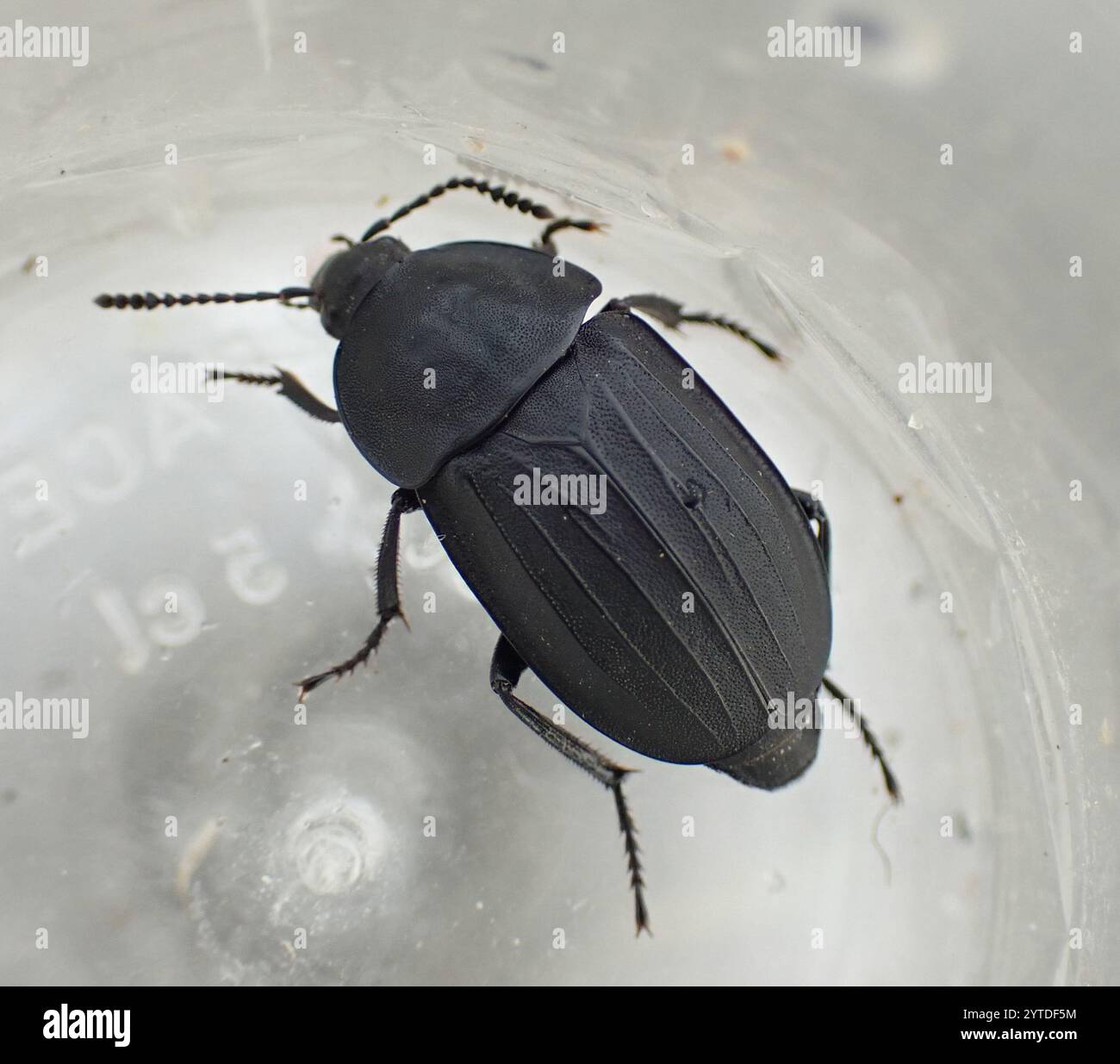 Silpha tristis hi-res stock photography and images - Alamy