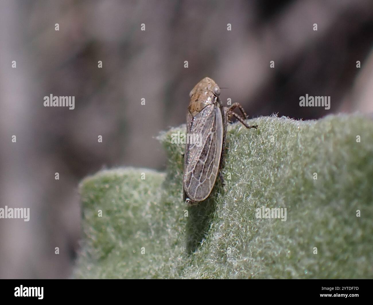 Typical Leafhoppers (Cicadellidae Stock Photo - Alamy