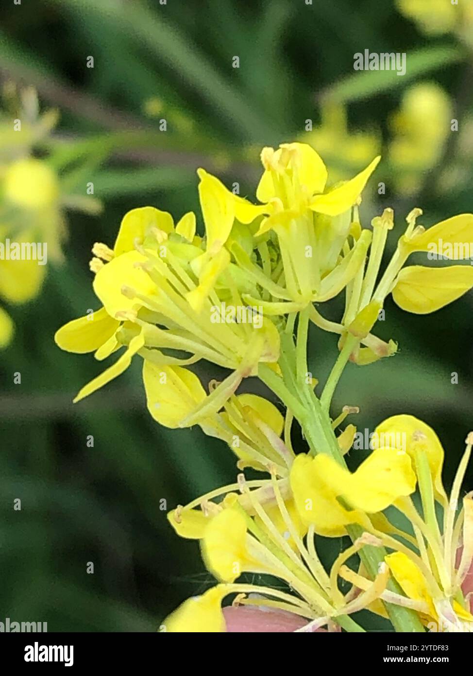 charlock (Mutarda arvensis Stock Photo - Alamy