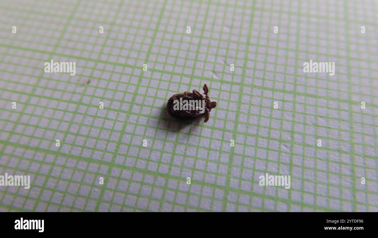 Rocky Mountain Wood Tick (Dermacentor andersoni Stock Photo - Alamy