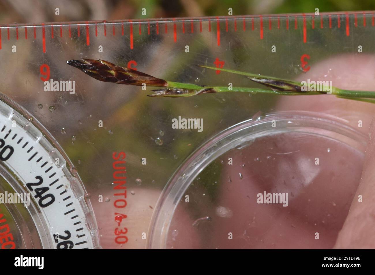 Long-stolon Sedge (Carex inops Stock Photo - Alamy