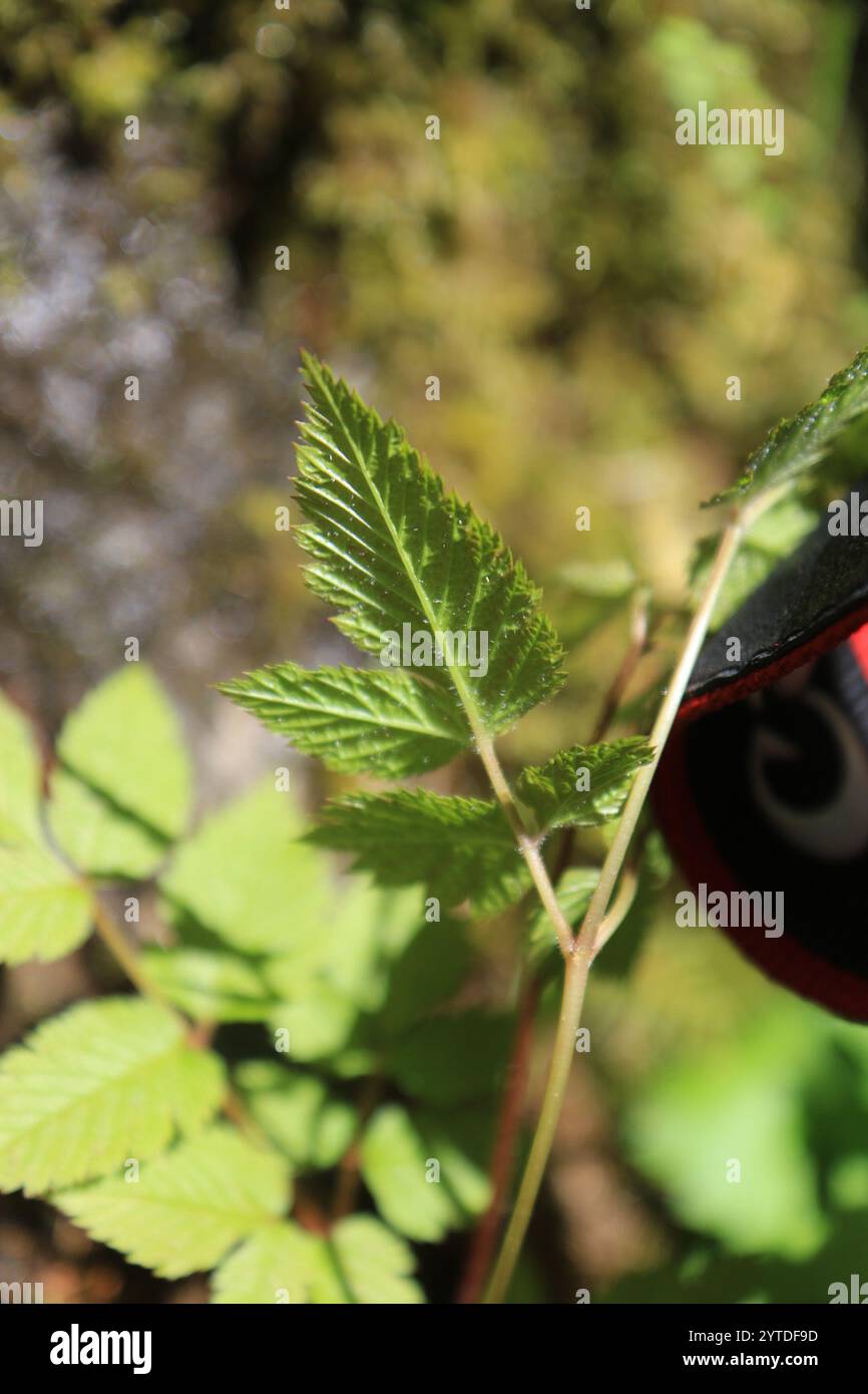 Goatsbeard (Aruncus dioicus Stock Photo - Alamy