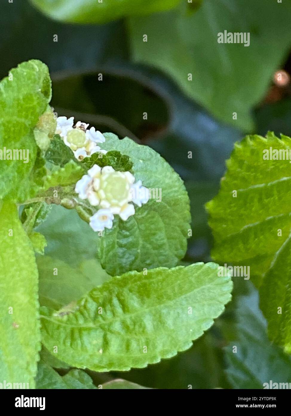 Fever Tea (Lippia javanica Stock Photo - Alamy
