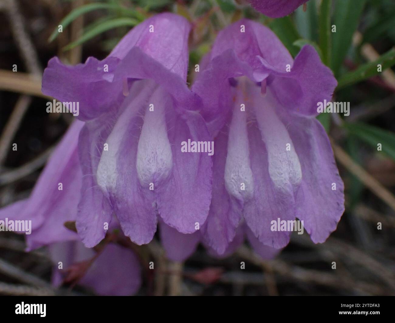 Bush Penstemon (Penstemon fruticosus Stock Photo - Alamy