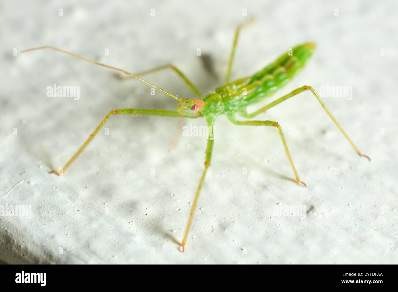 Pale Green Assassin Bug (Zelus luridus Stock Photo - Alamy