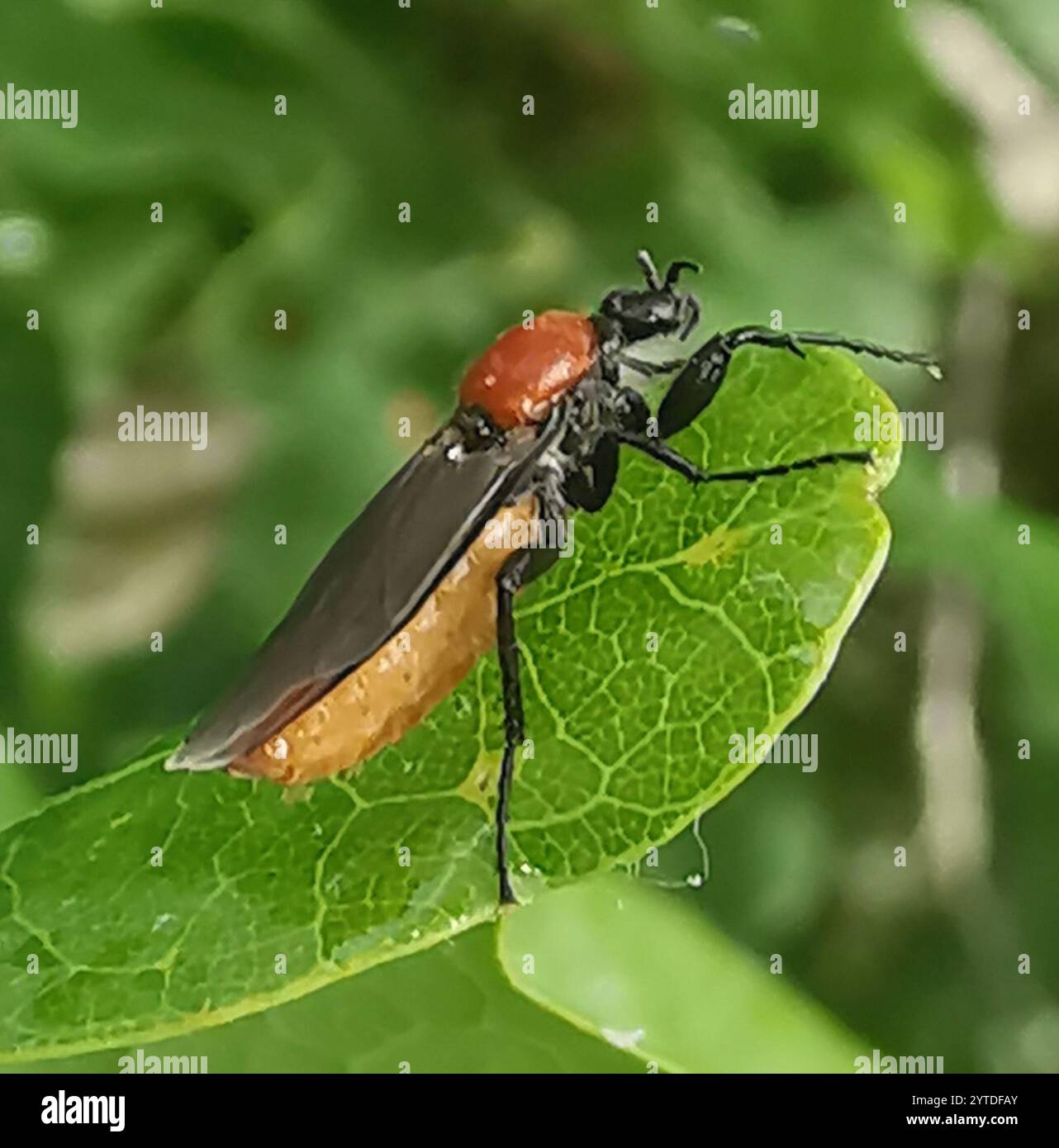 Garden March Fly (Bibio hortulanus Stock Photo - Alamy