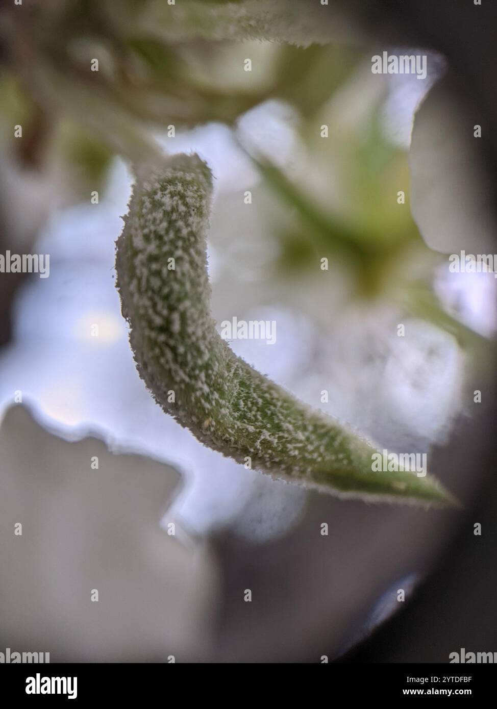 Apple Powdery Mildew (Podosphaera leucotricha Stock Photo - Alamy