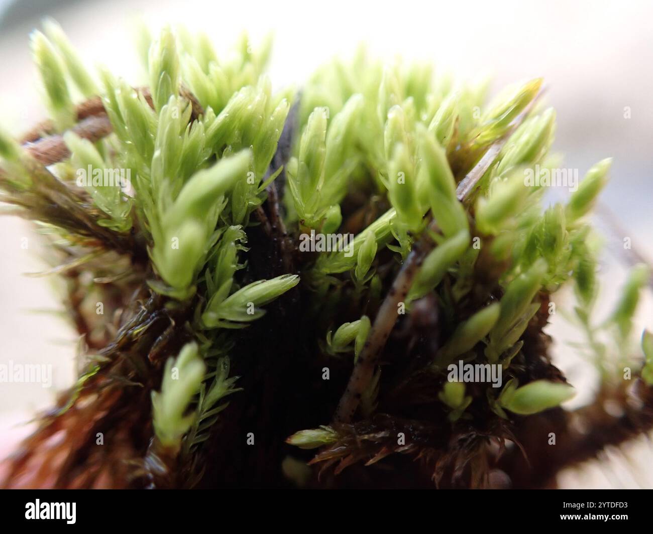 ribbed bog moss (Aulacomnium palustre Stock Photo - Alamy