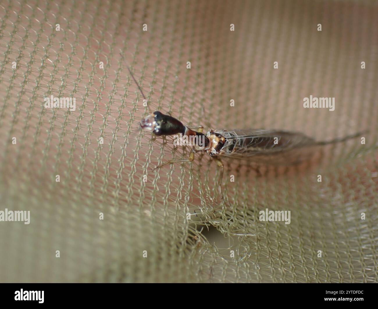Raphidiid Snakeflies (Raphidiidae Stock Photo - Alamy