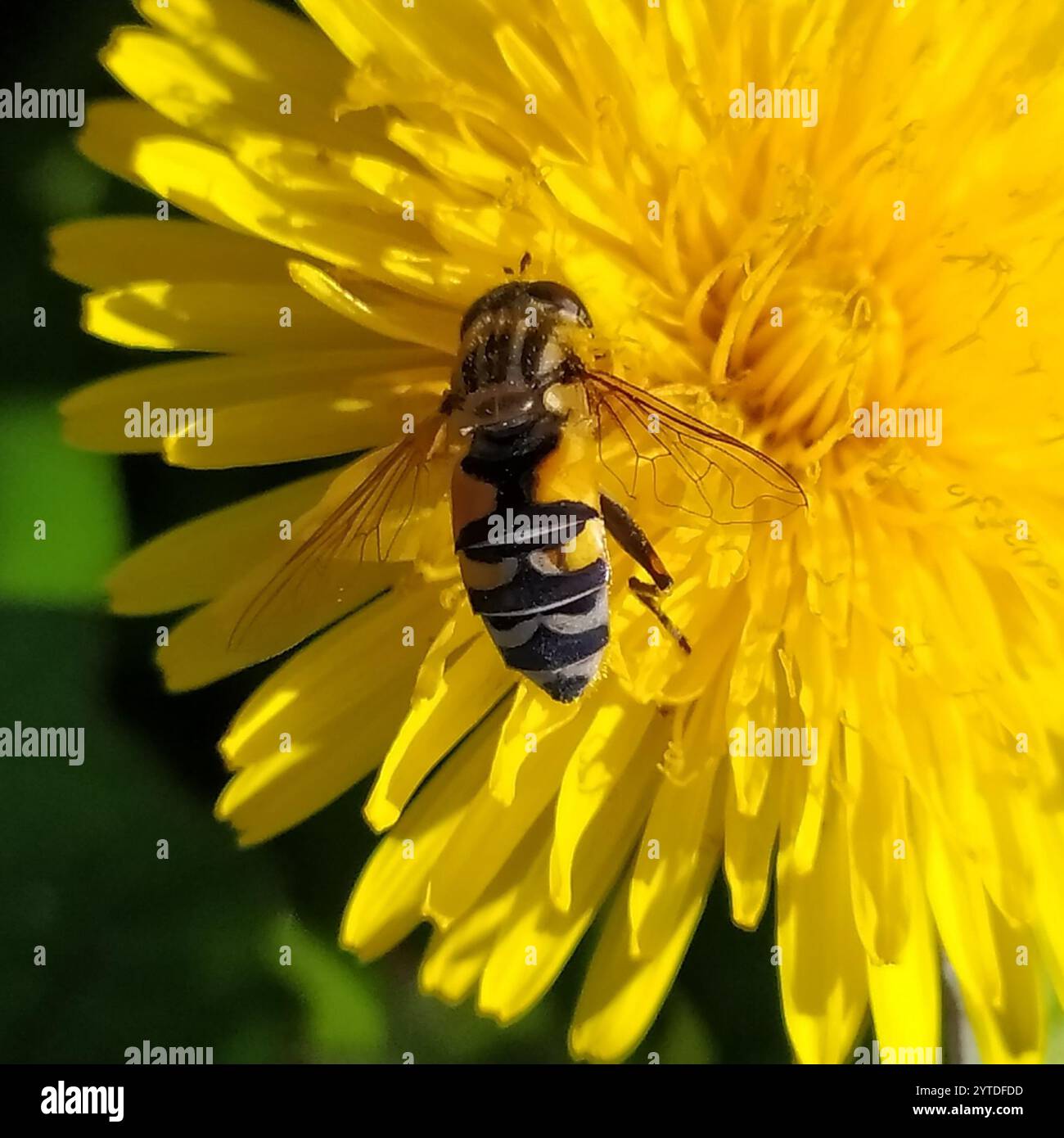 Trivittate Marsh Fly (Helophilus trivittatus Stock Photo - Alamy