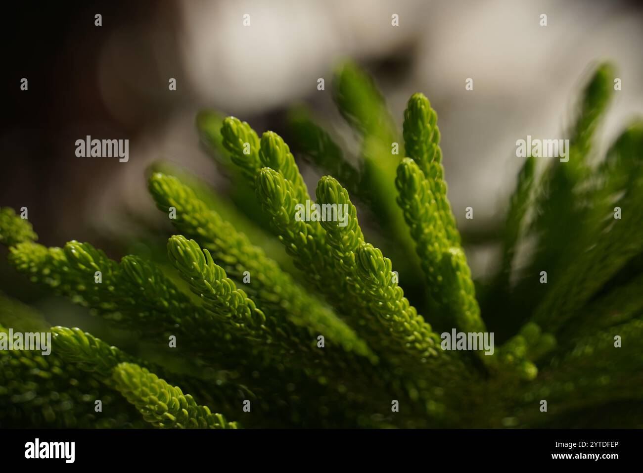 A pine is any conifer in the genus Pinus of the family Pinaceae. Pinus ...