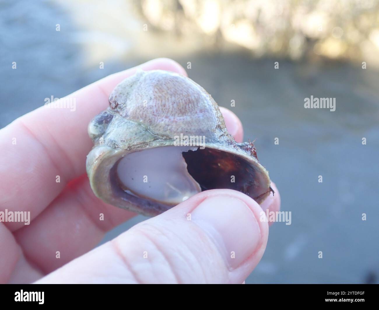 Common Atlantic Slippersnail (Crepidula fornicata Stock Photo - Alamy