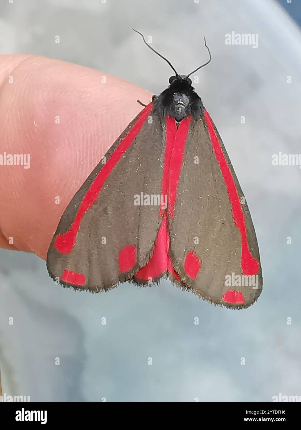 Cinnabar moth (Tyria jacobaeae Stock Photo - Alamy