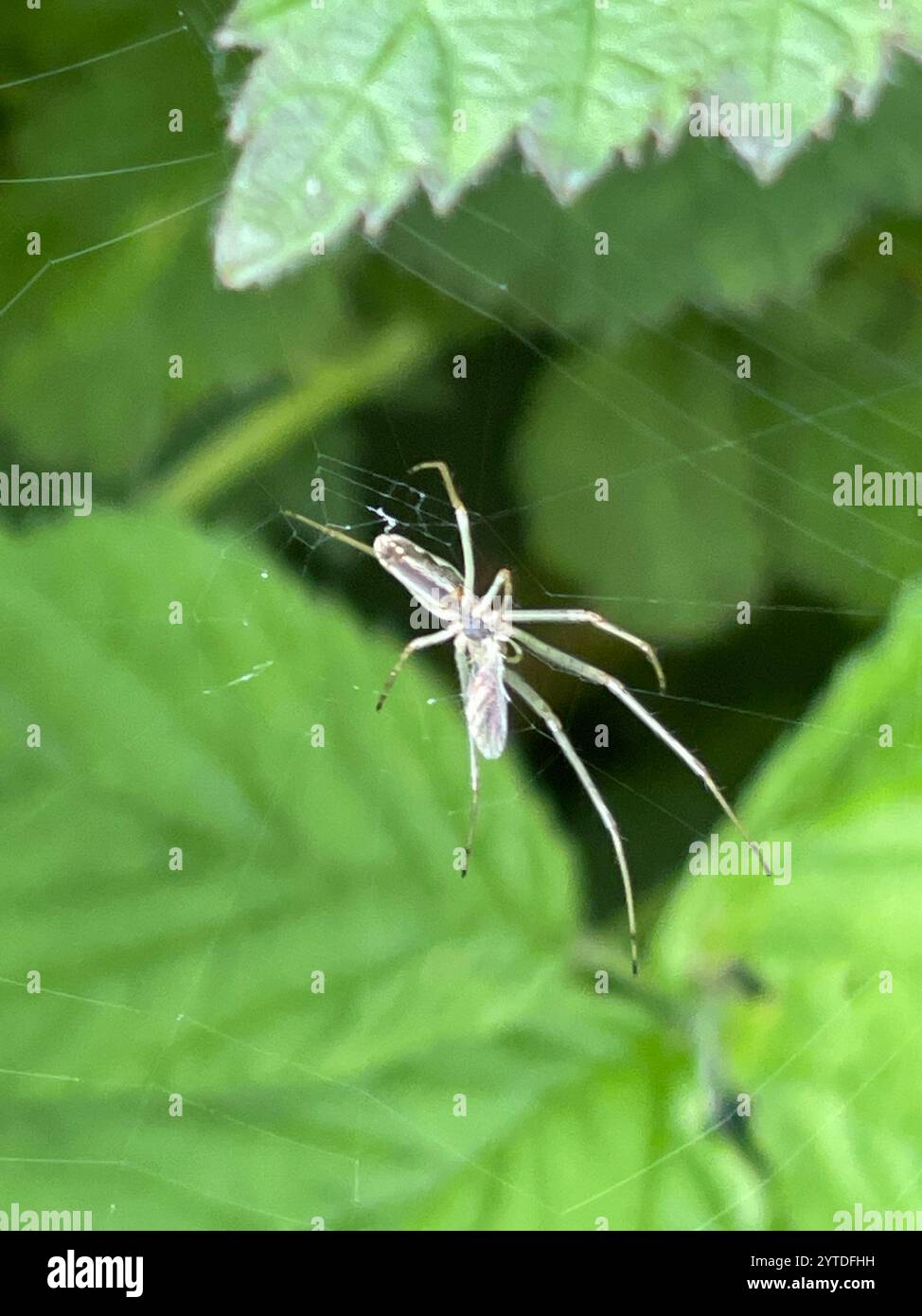 Common Stretch Spider (Tetragnatha extensa Stock Photo - Alamy