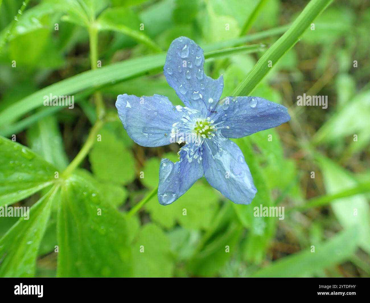 Oregon anemone (Anemonoides oregana Stock Photo - Alamy
