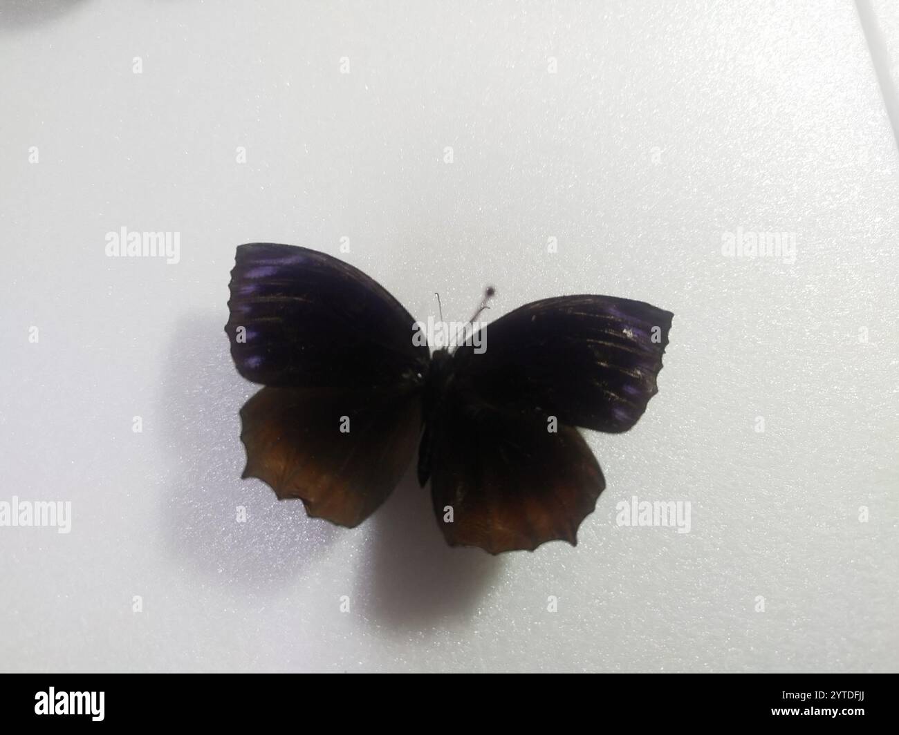 Elymnias hypermnestra hi-res stock photography and images - Alamy