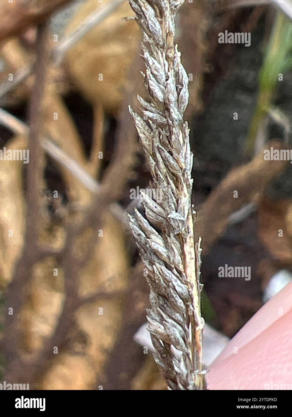 seashore dropseed (Sporobolus virginicus Stock Photo - Alamy