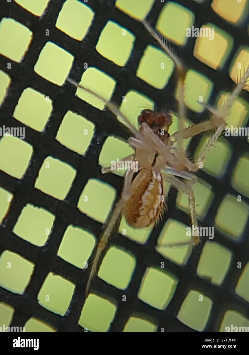 Typical Cobweb Spiders (Theridion Stock Photo - Alamy